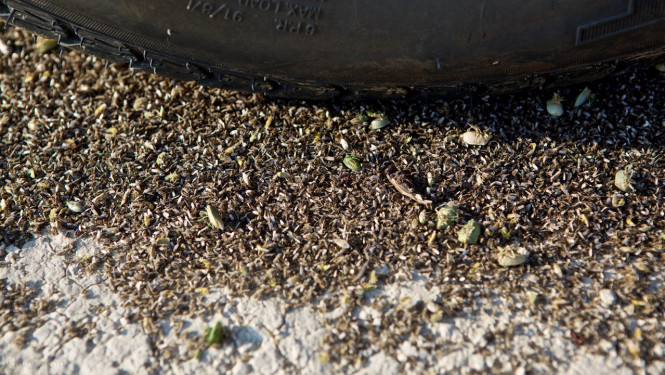 Early Art, Insects and Clowns | Burning Man Journal